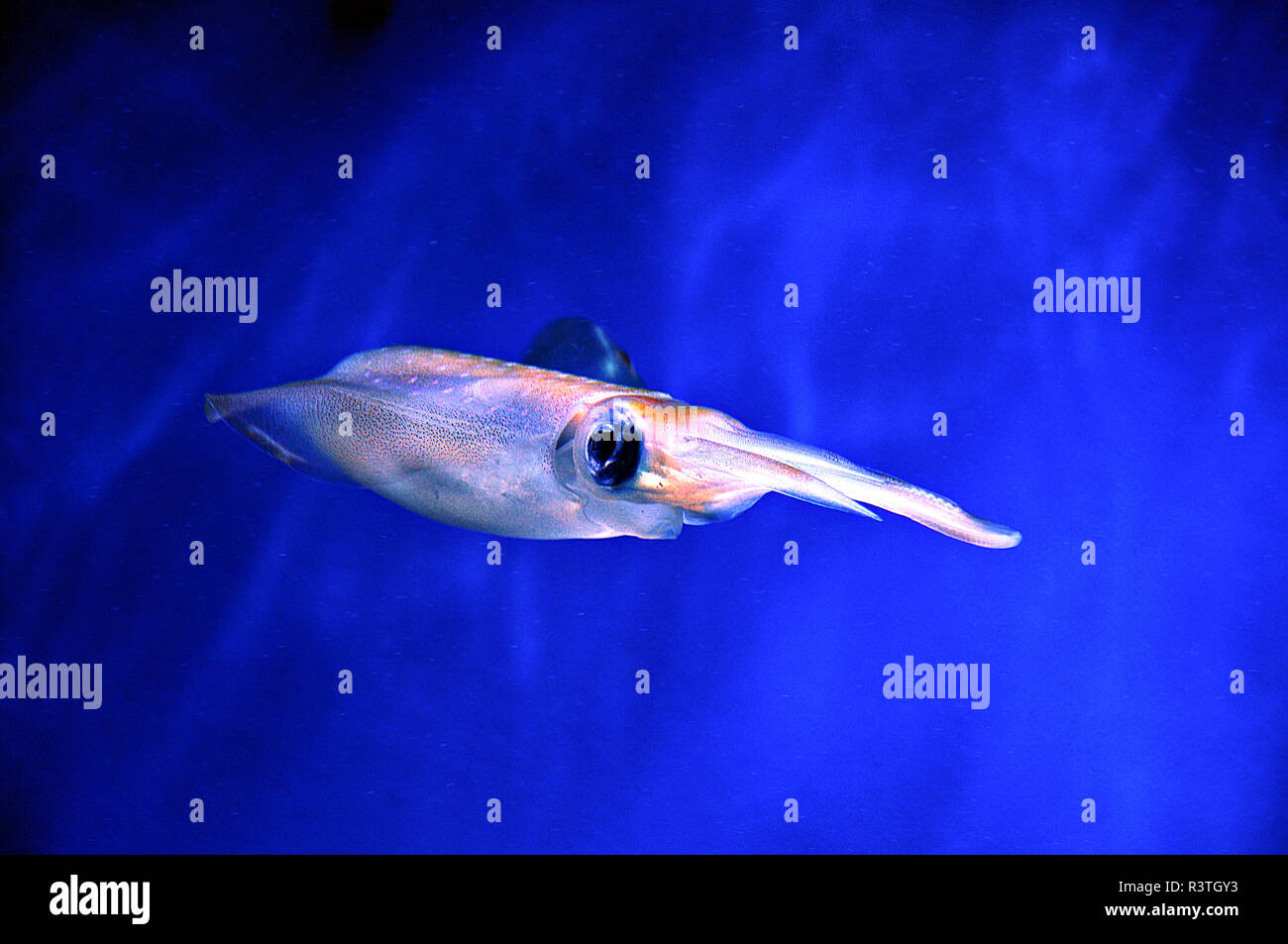 Young cuttlefish hi-res stock photography and images - Alamy