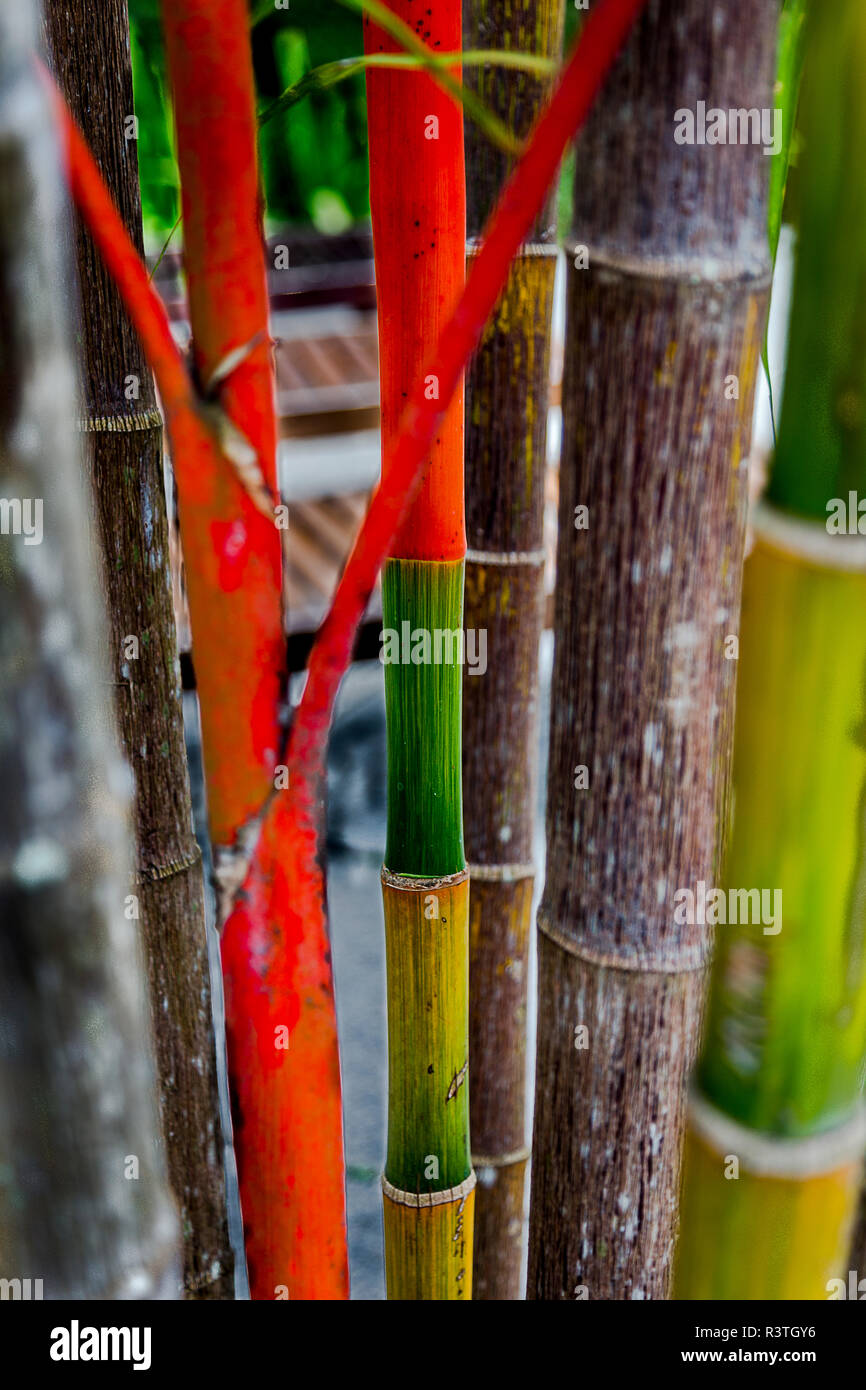 Multi colored bark hi-res stock photography and images - Alamy