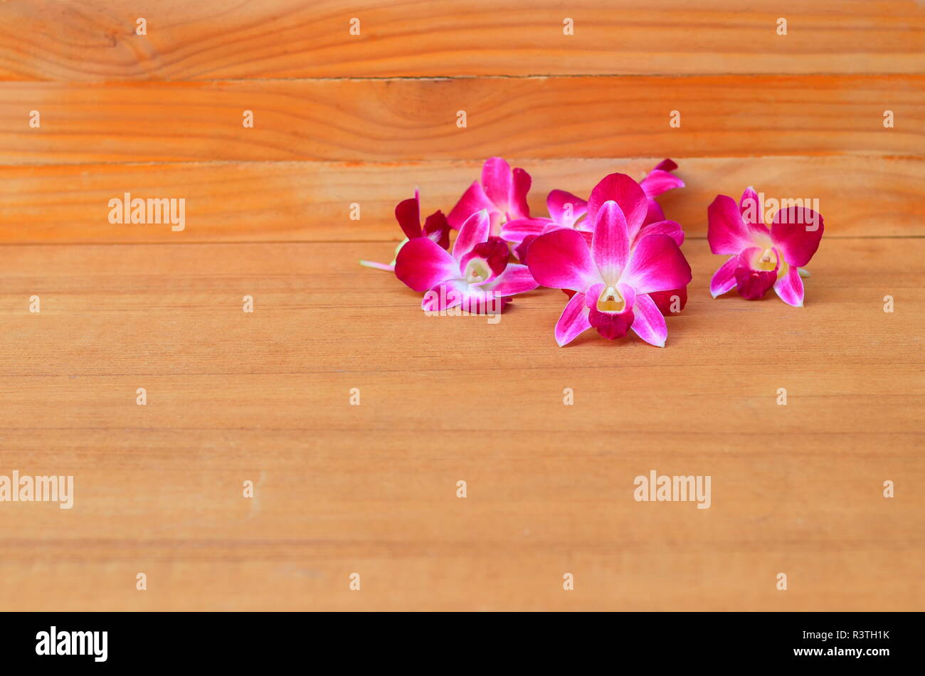 purple orchid beautiful on wooden floor board with copy space and text ...