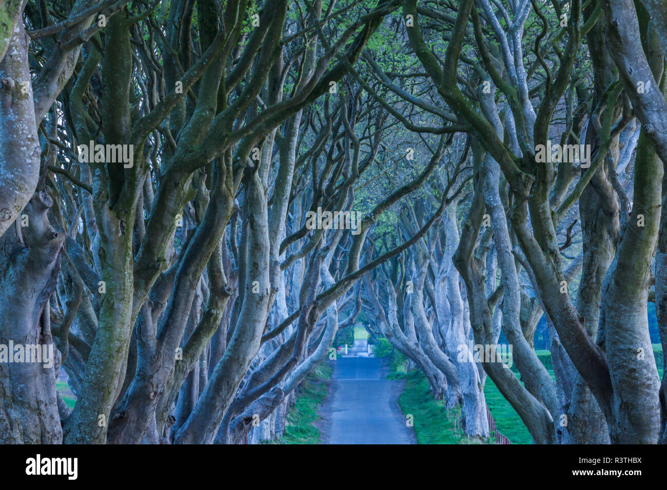 UK, Northern Ireland, County Antrim, Ballymoney, The Dark Hedges, tree ...