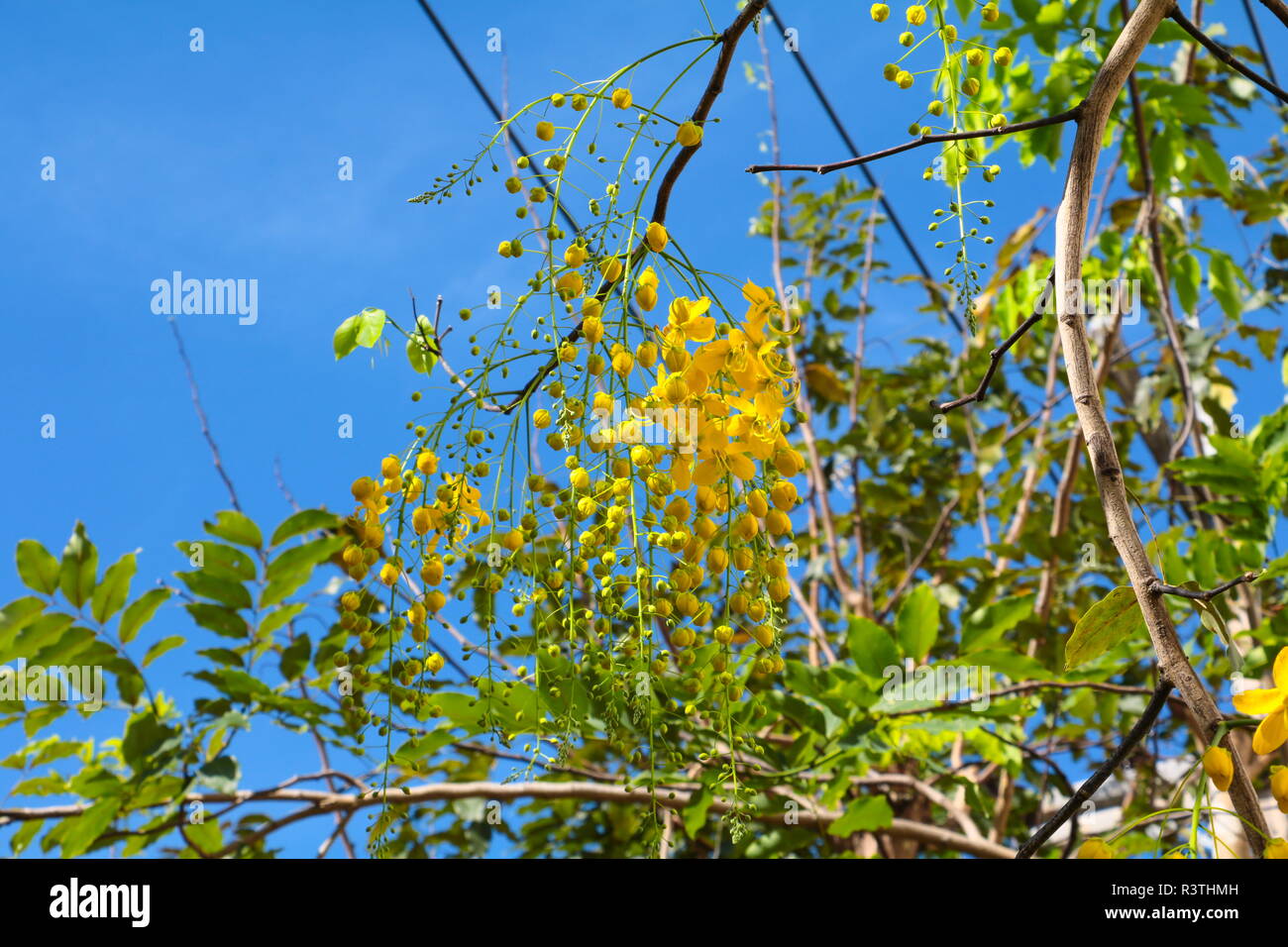 Cassia fistula. Golden Shower Tree in natural beautiful on the blue sky background Stock Photo ...