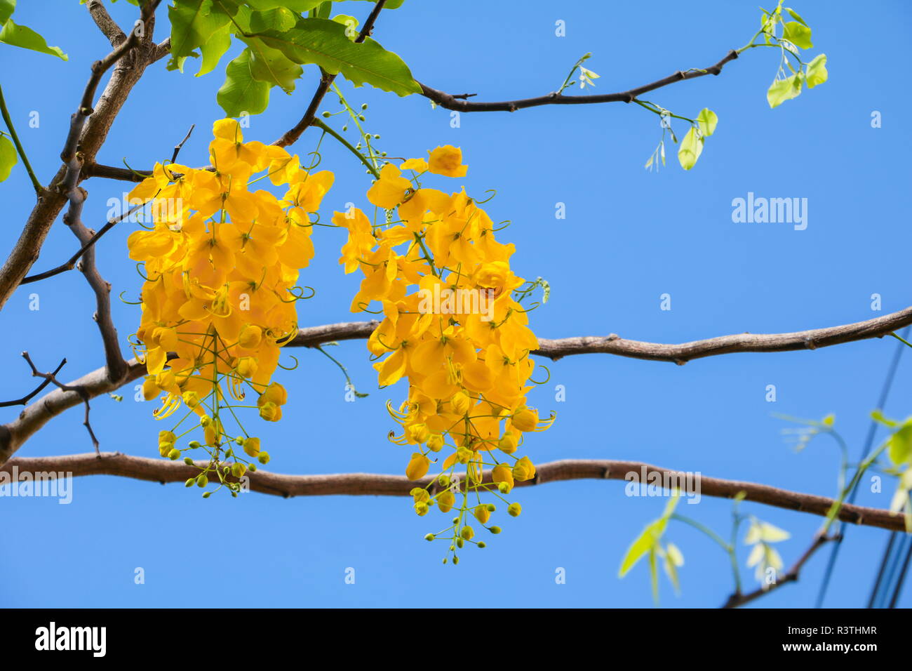 Cassia fistula. Golden Shower Tree in natural beautiful on the blue sky background Stock Photo ...