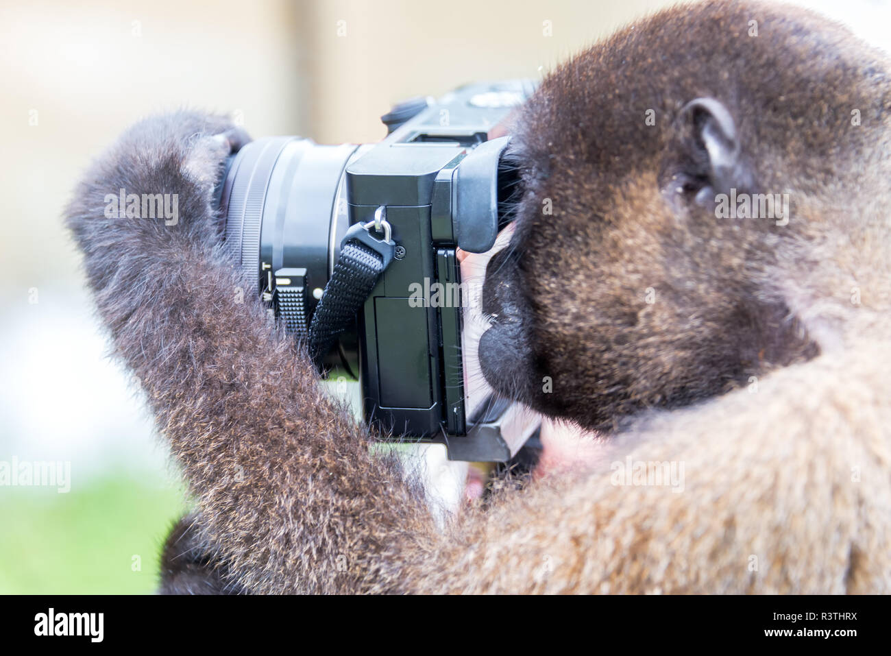Monkey Using a Camera Stock Photo - Alamy