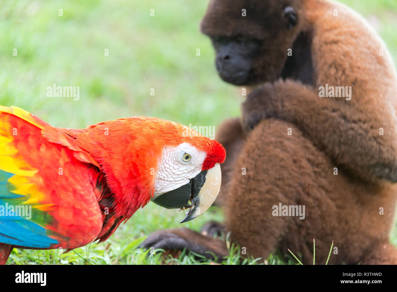 Macaw and Monkey Stock Photo - Alamy