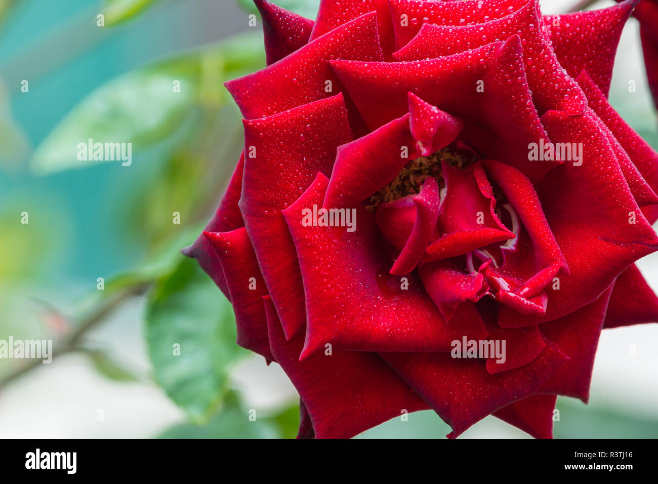 The red rose Stock Photo - Alamy