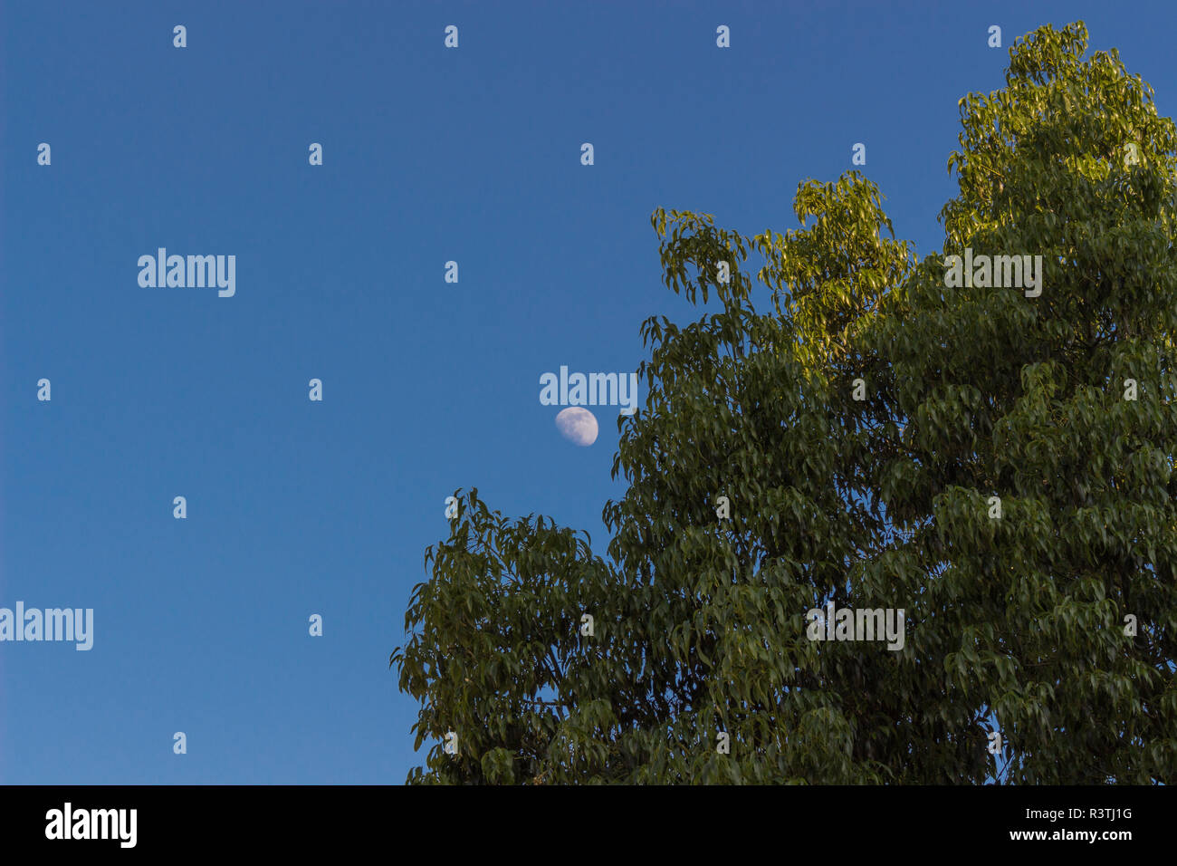 Lone tree and moon Stock Photo - Alamy