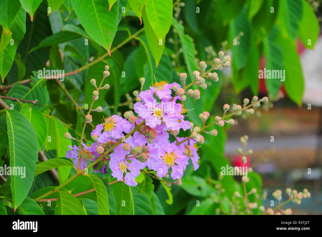 Queen's flower, Lagerstroemia macrocarpa Wall. purple beautiful on tree ...