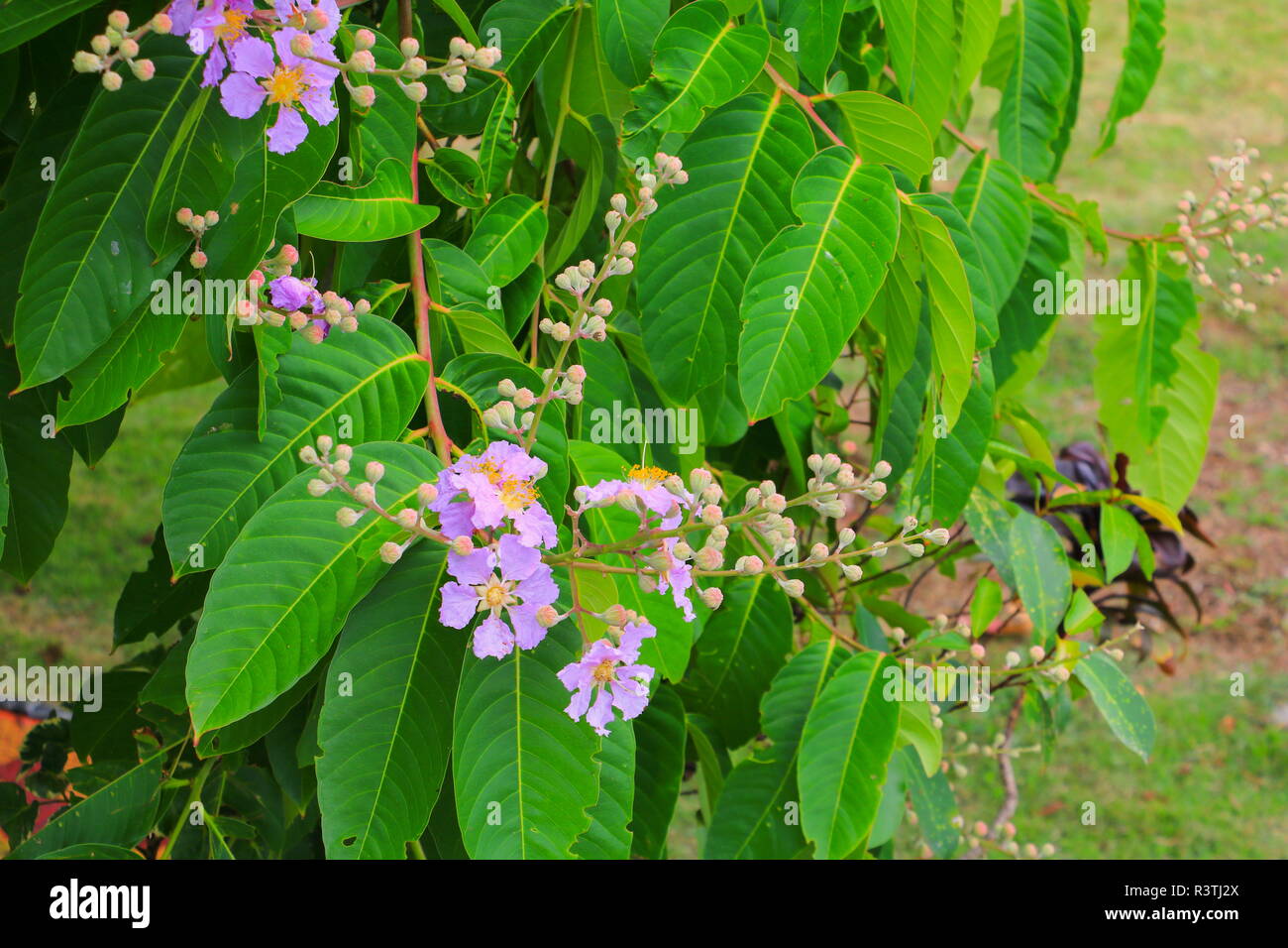Queen's flower, Lagerstroemia macrocarpa Wall. purple beautiful on tree ...
