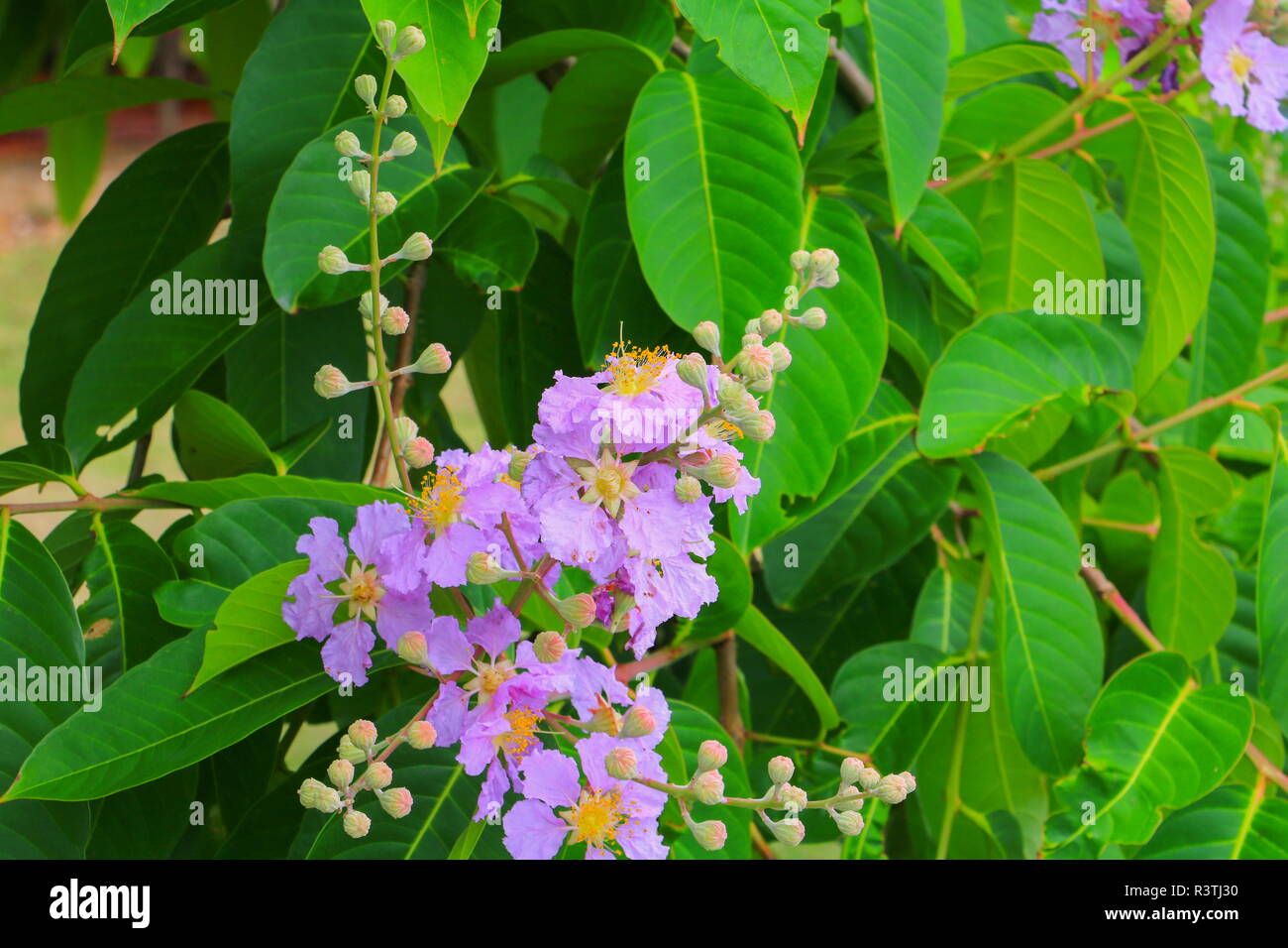 Queen's flower, Lagerstroemia macrocarpa Wall. purple beautiful on tree ...