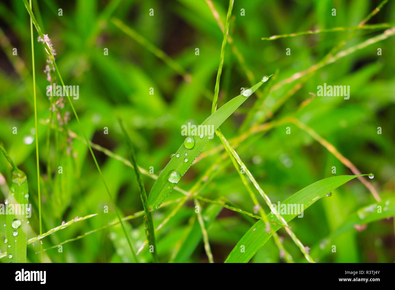 water drop on the green grass beautiful background select focus with ...