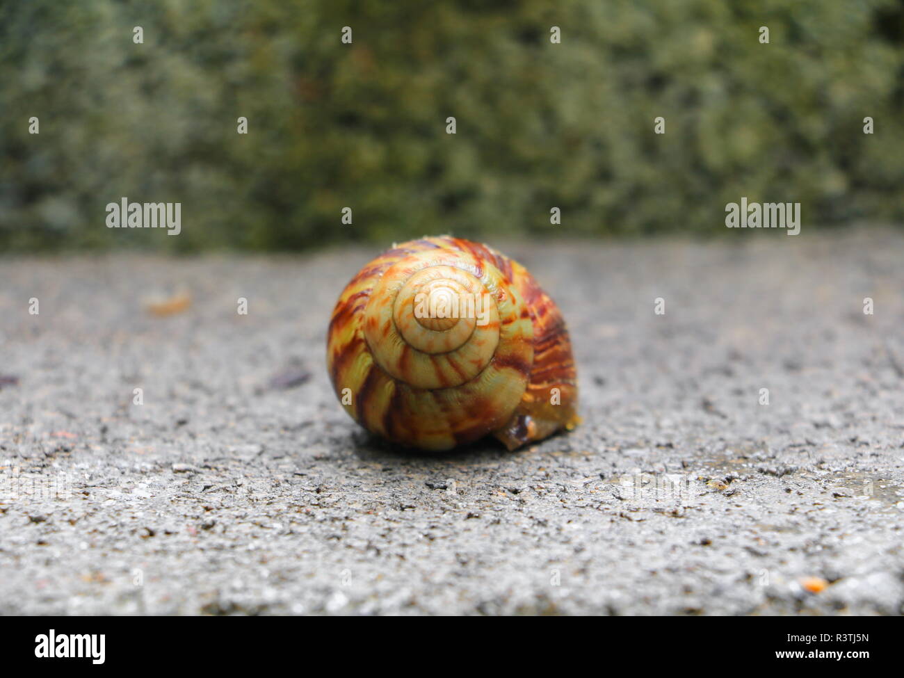 closeup snail on the concrete floor background Stock Photo - Alamy