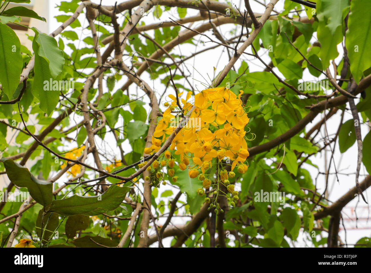 Cassia fistula. Golden Shower Tree in natural beautiful on the blue sky background Stock Photo ...