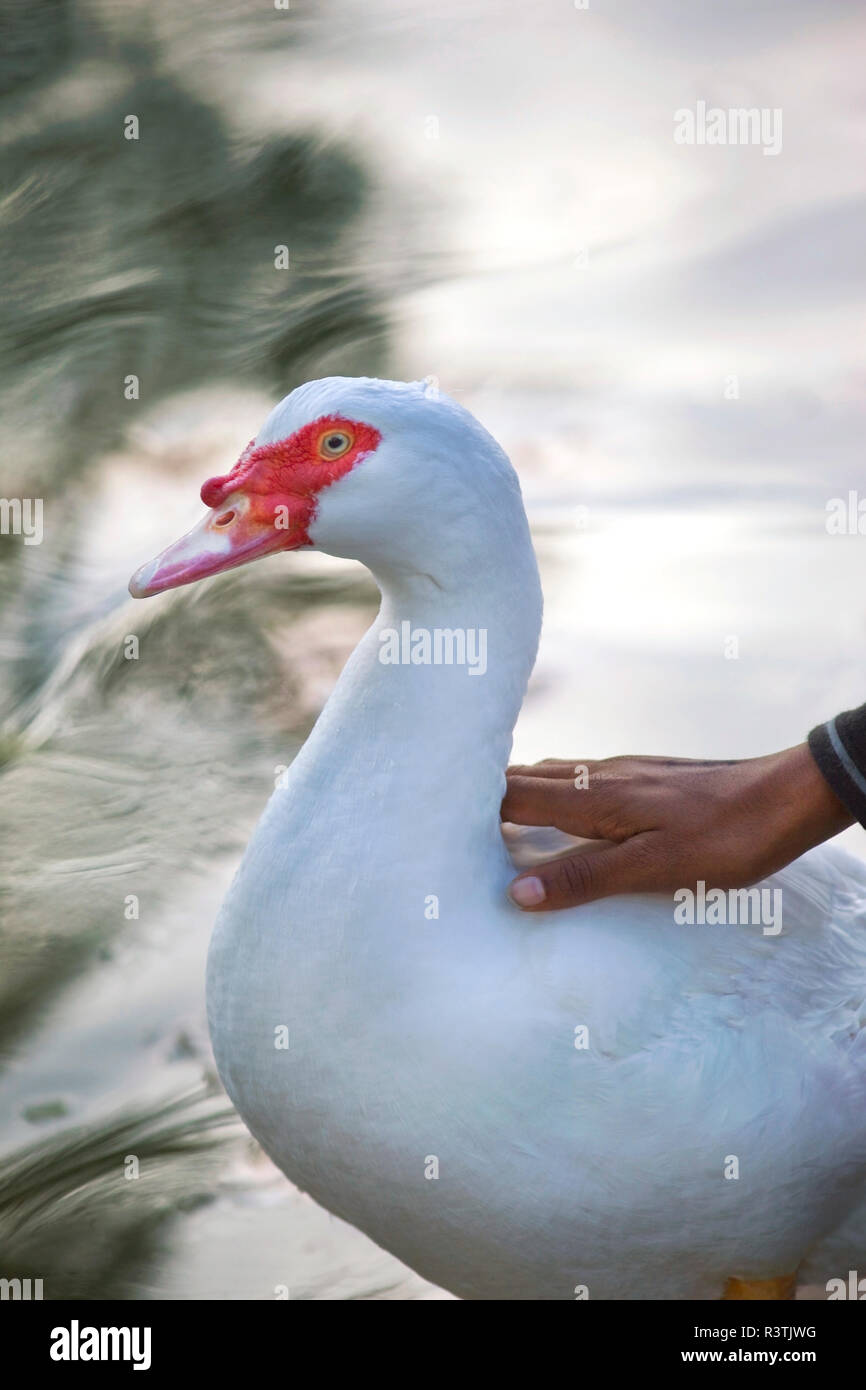 Child and a duck Stock Photo - Alamy