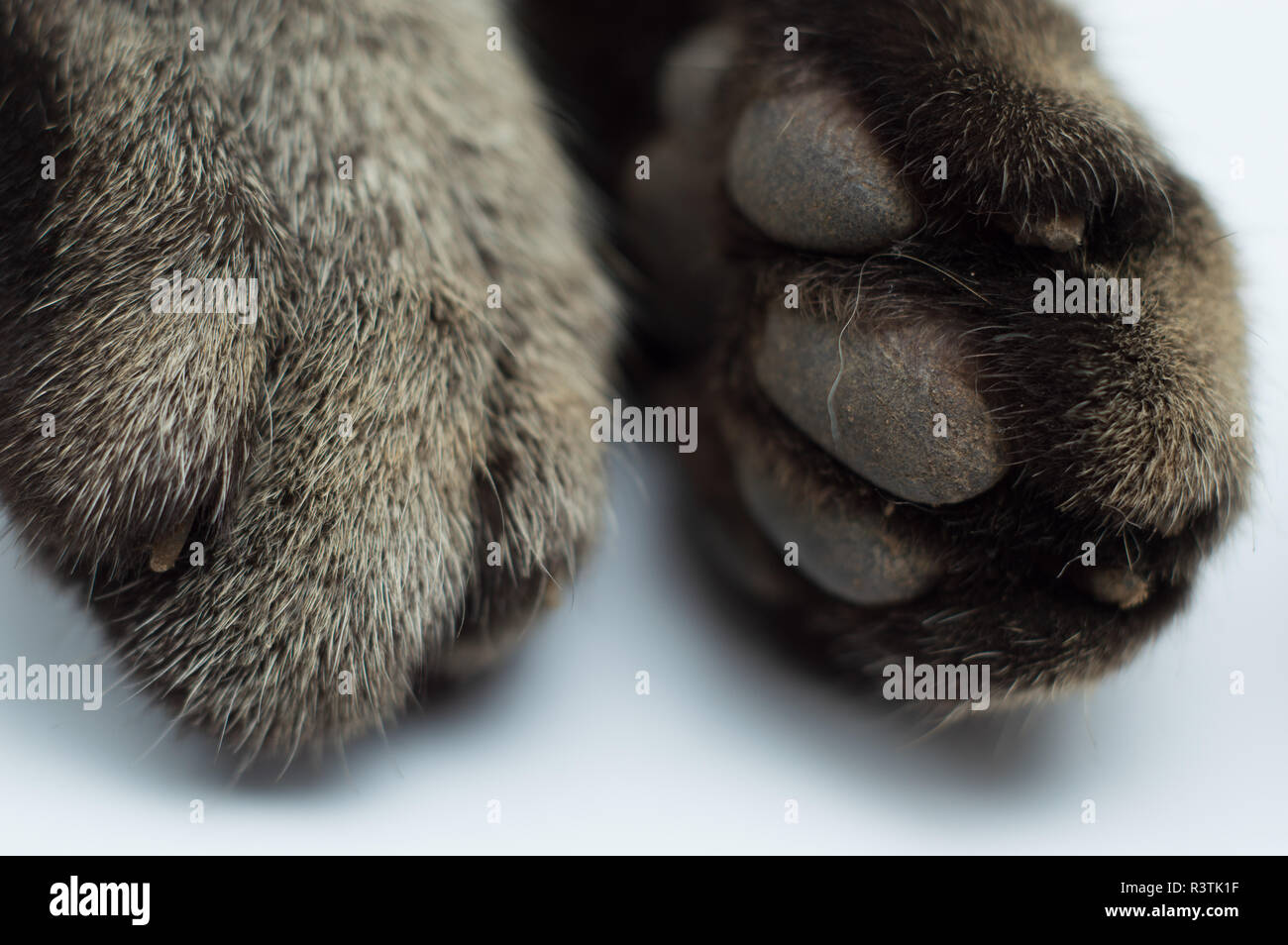 Cat`s feet isolated on white background Stock Photo - Alamy