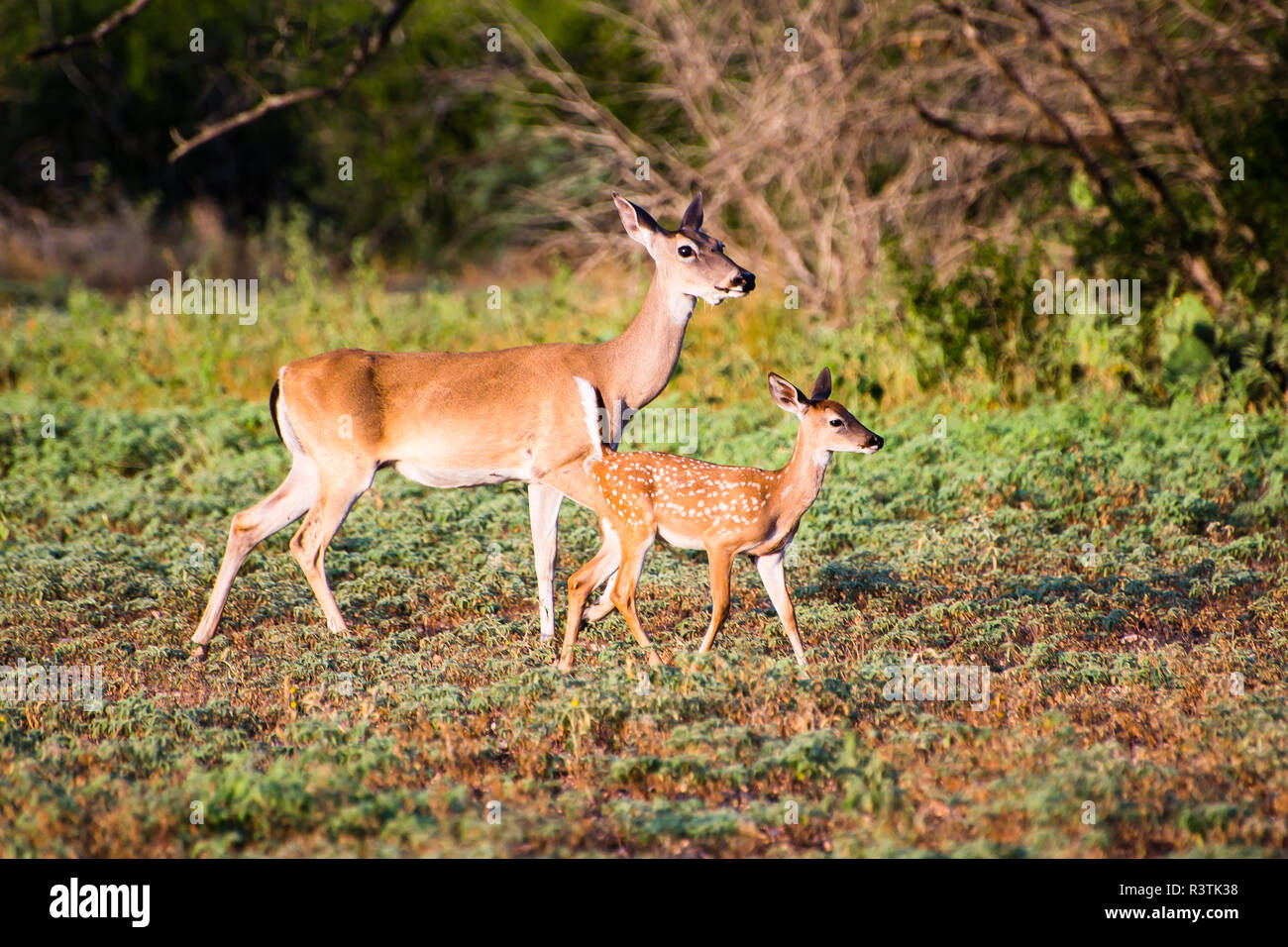 Whitetail fawn and doe Stock Photo - Alamy