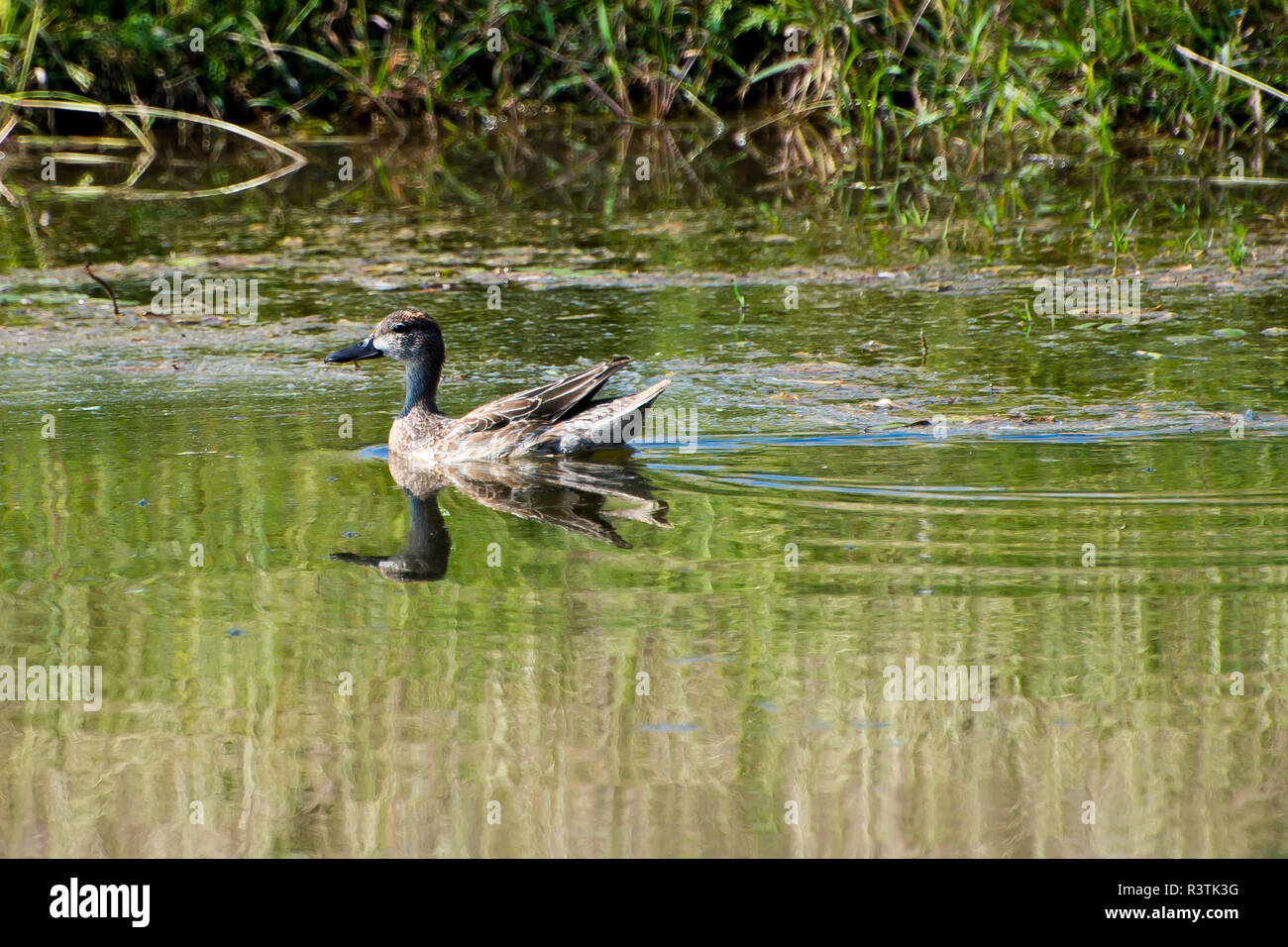 Duck out for a swim Stock Photo - Alamy