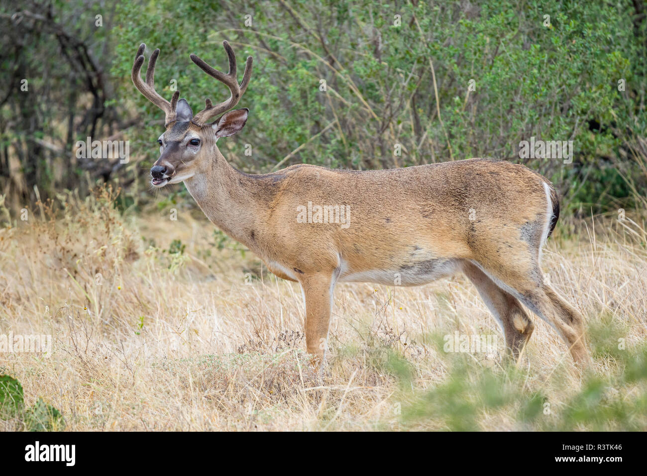 Whitetail deer buck Stock Photo - Alamy