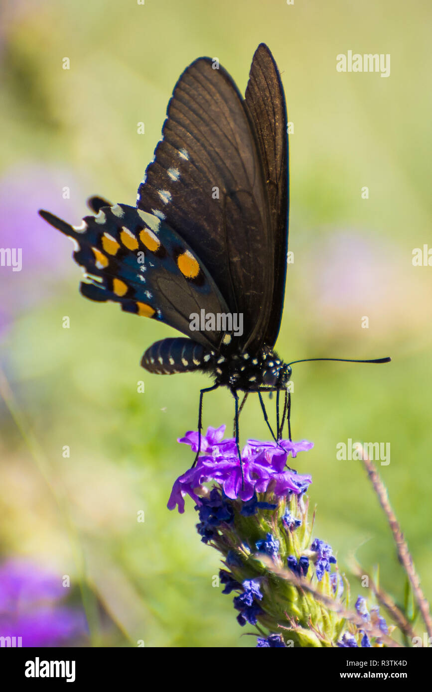 Pipevine wing hi-res stock photography and images - Alamy