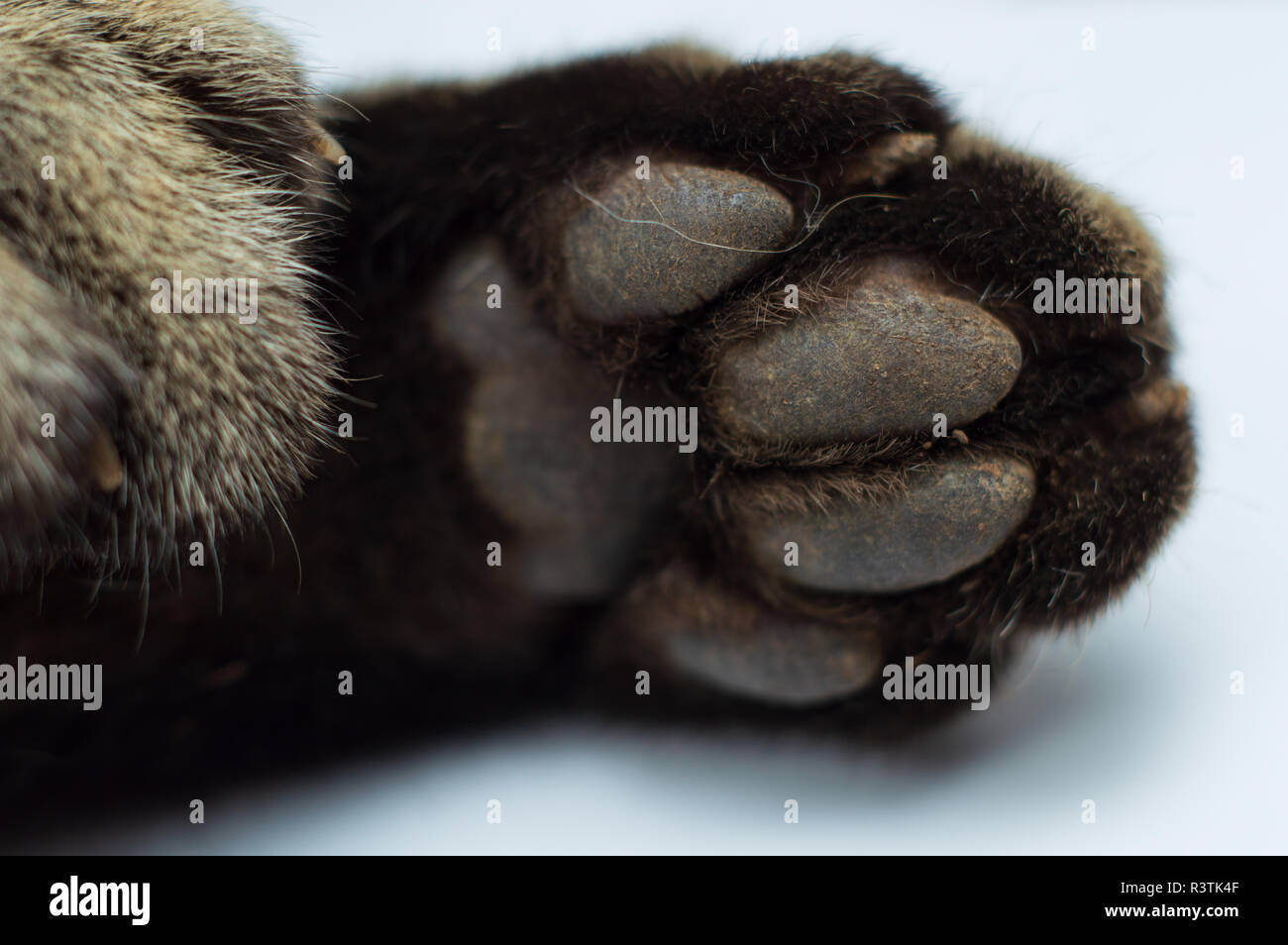Cat`s feet on white background Stock Photo - Alamy