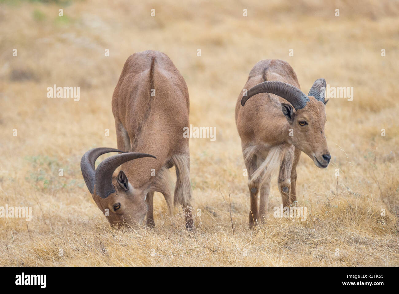 Texas wild aoudad barbary sheep hi-res stock photography and images - Alamy