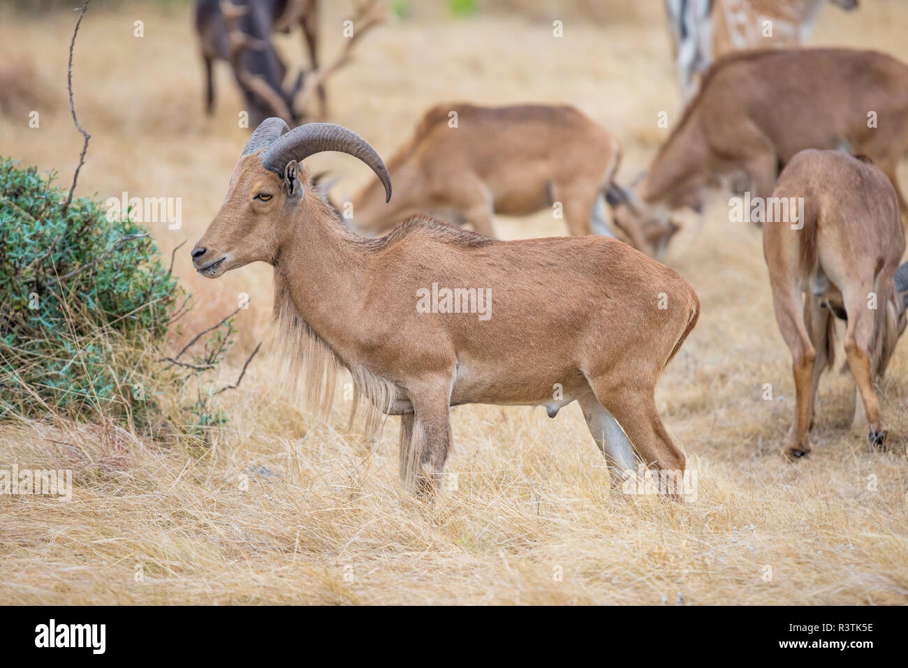 Aoudad horn horns hi-res stock photography and images - Alamy