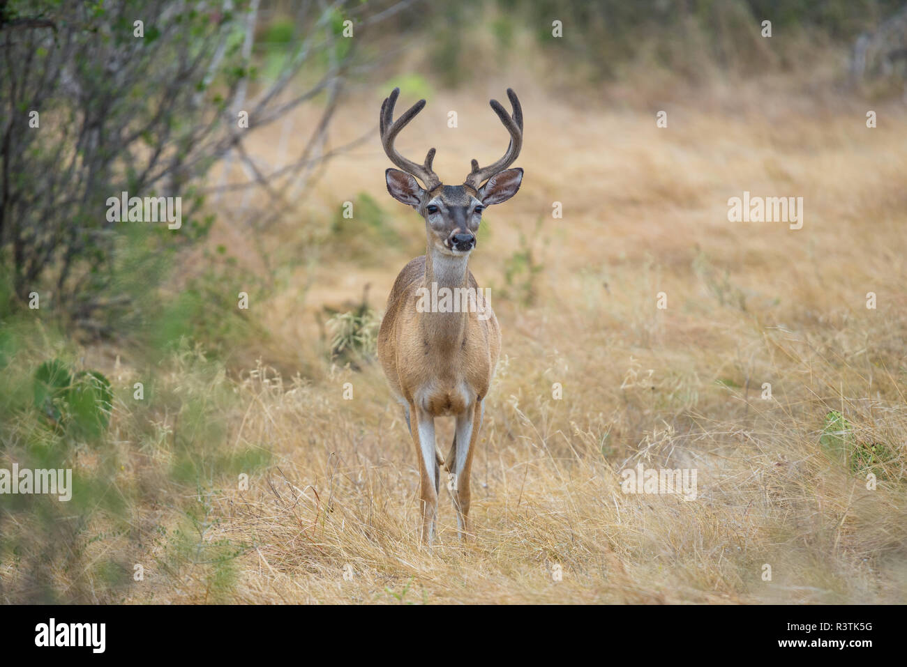 South texas whitetail buck deer hi-res stock photography and images - Alamy