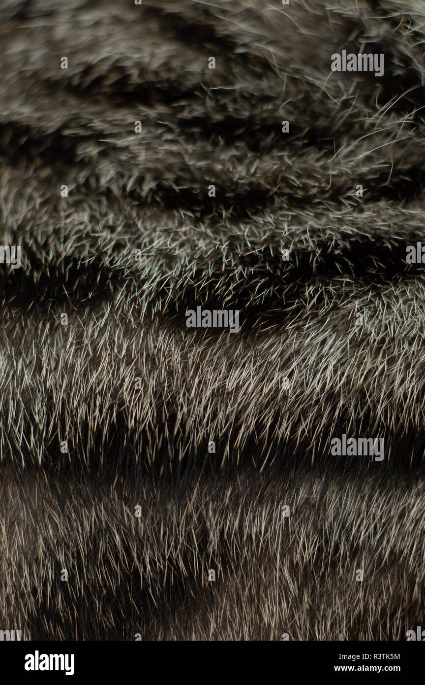 Texture of cat`s fur Stock Photo - Alamy
