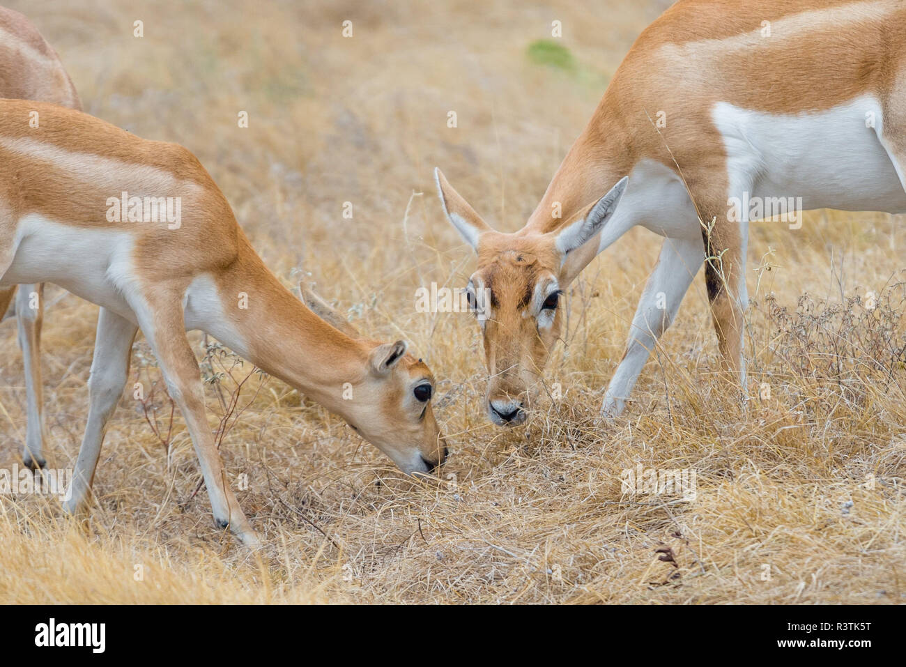 Antelope baby and Mother Stock Photo - Alamy