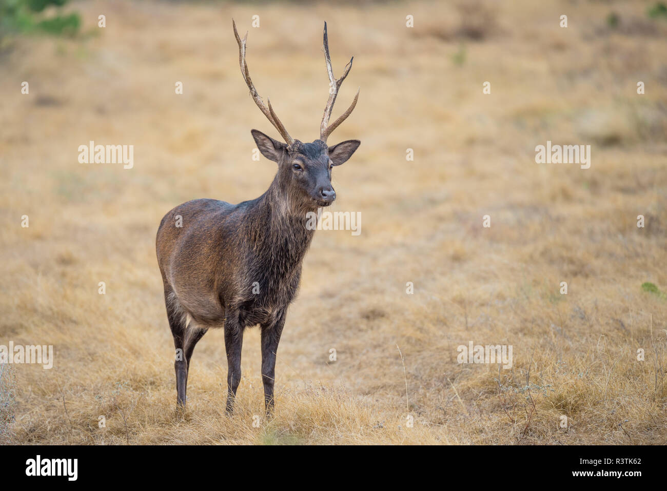 Wild south texas sika deer hi-res stock photography and images - Alamy