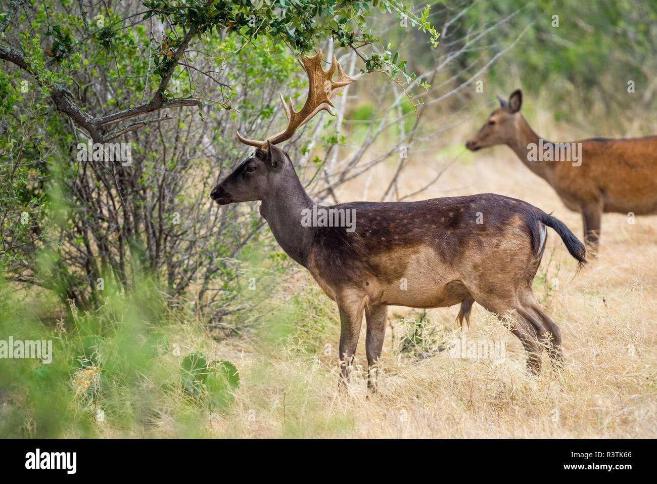 Texas Chocolate Fallow Deer Stock Photo - Alamy
