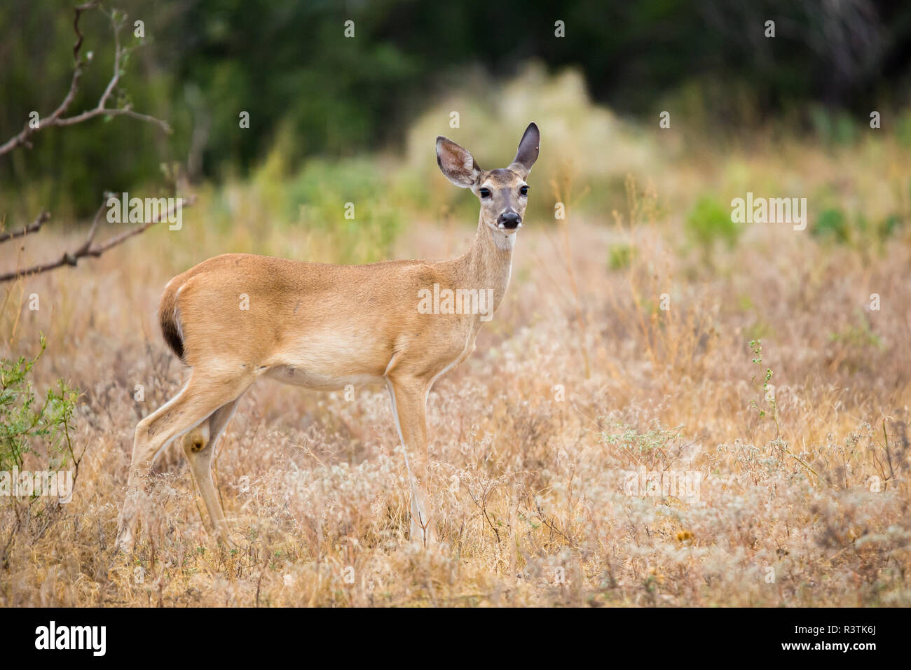 Deer female doe whitetail texas hi-res stock photography and images - Alamy