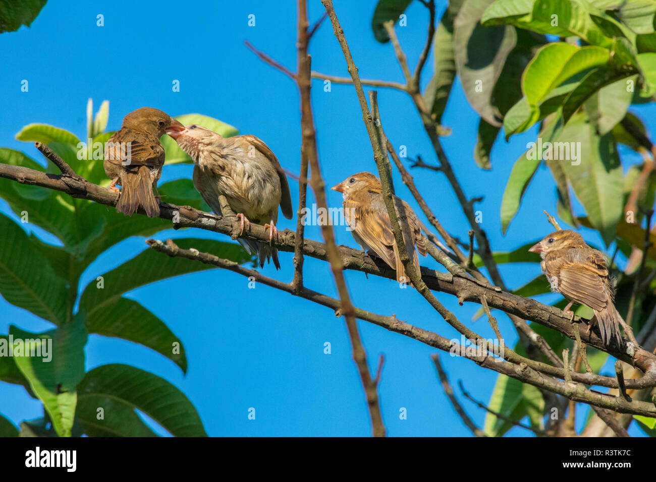 Bird mum is feeding babies Stock Photo - Alamy