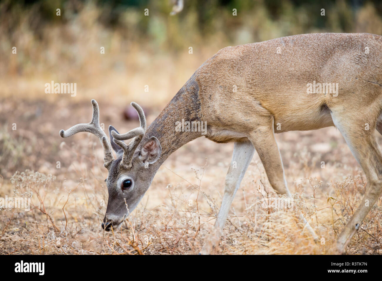 White tailed deer yearling hi-res stock photography and images - Alamy