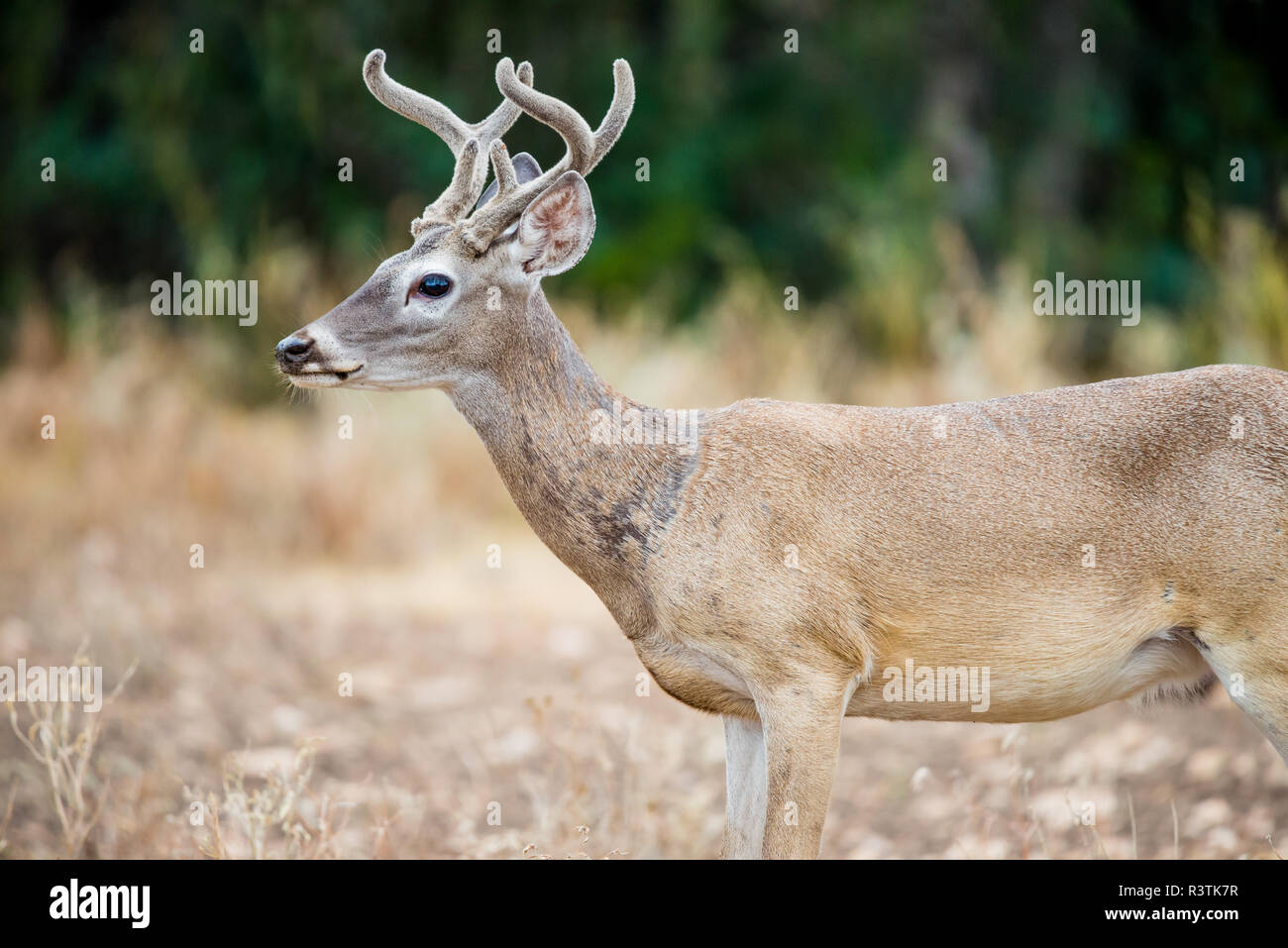 White tailed deer yearling hi-res stock photography and images - Alamy