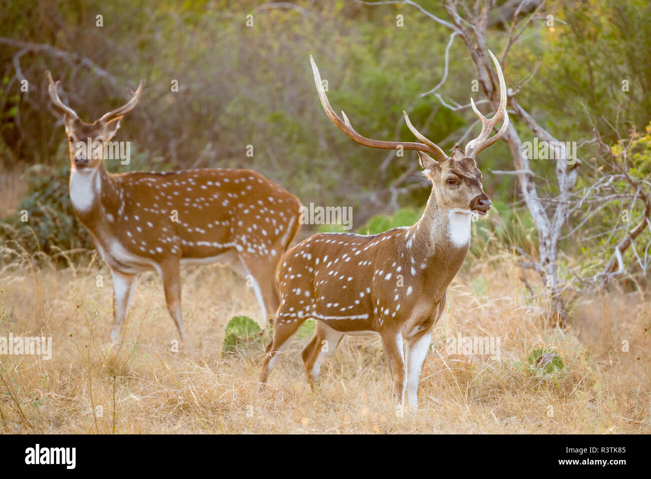 Axis Deer Buck Stock Photo - Alamy