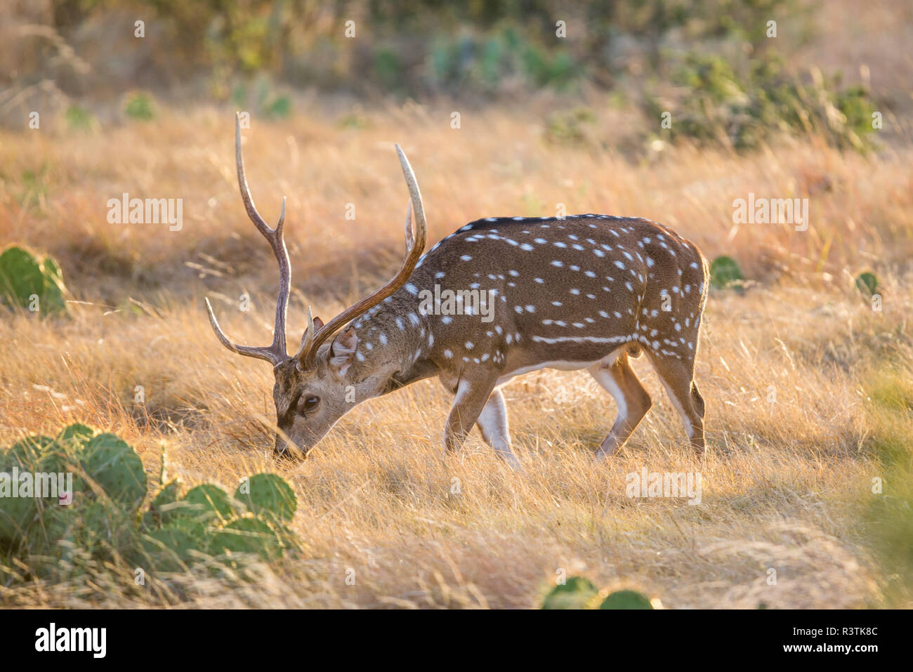 Dot deer hi-res stock photography and images - Alamy