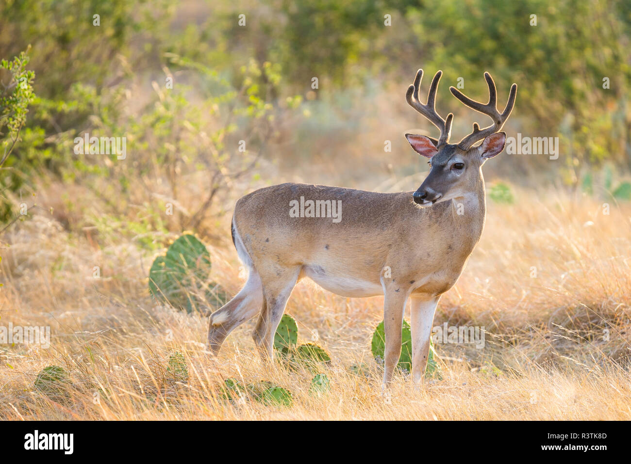 White tailed deer yearling hi-res stock photography and images - Alamy