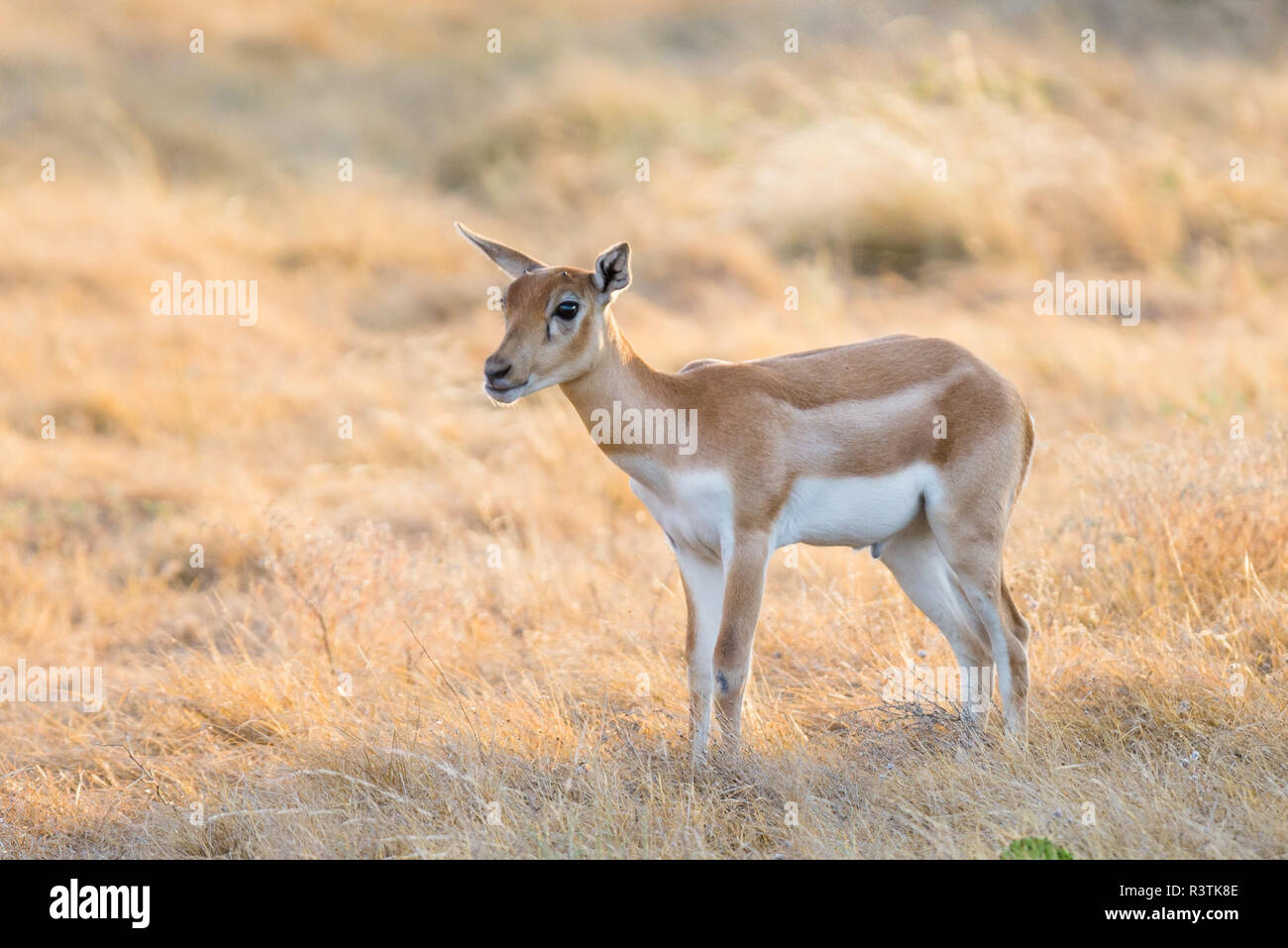 Male female calf baby hi-res stock photography and images - Alamy