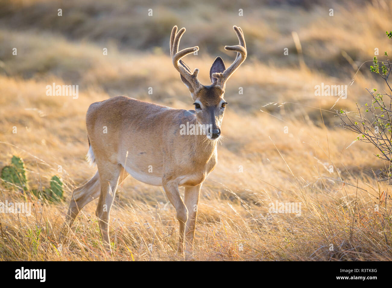 Wild Deer buck Stock Photo - Alamy