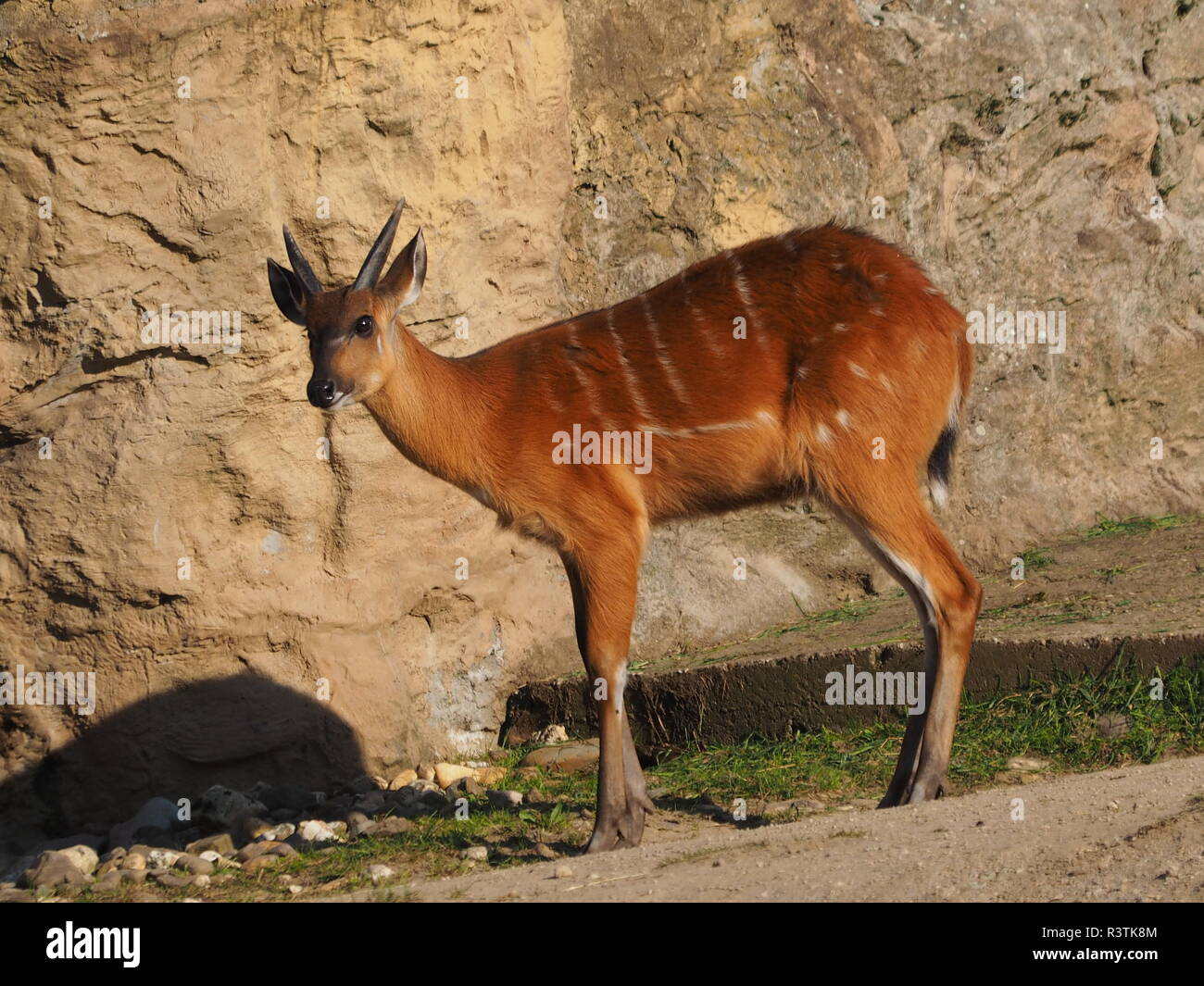 Sitatungaantilope hi-res stock photography and images - Alamy