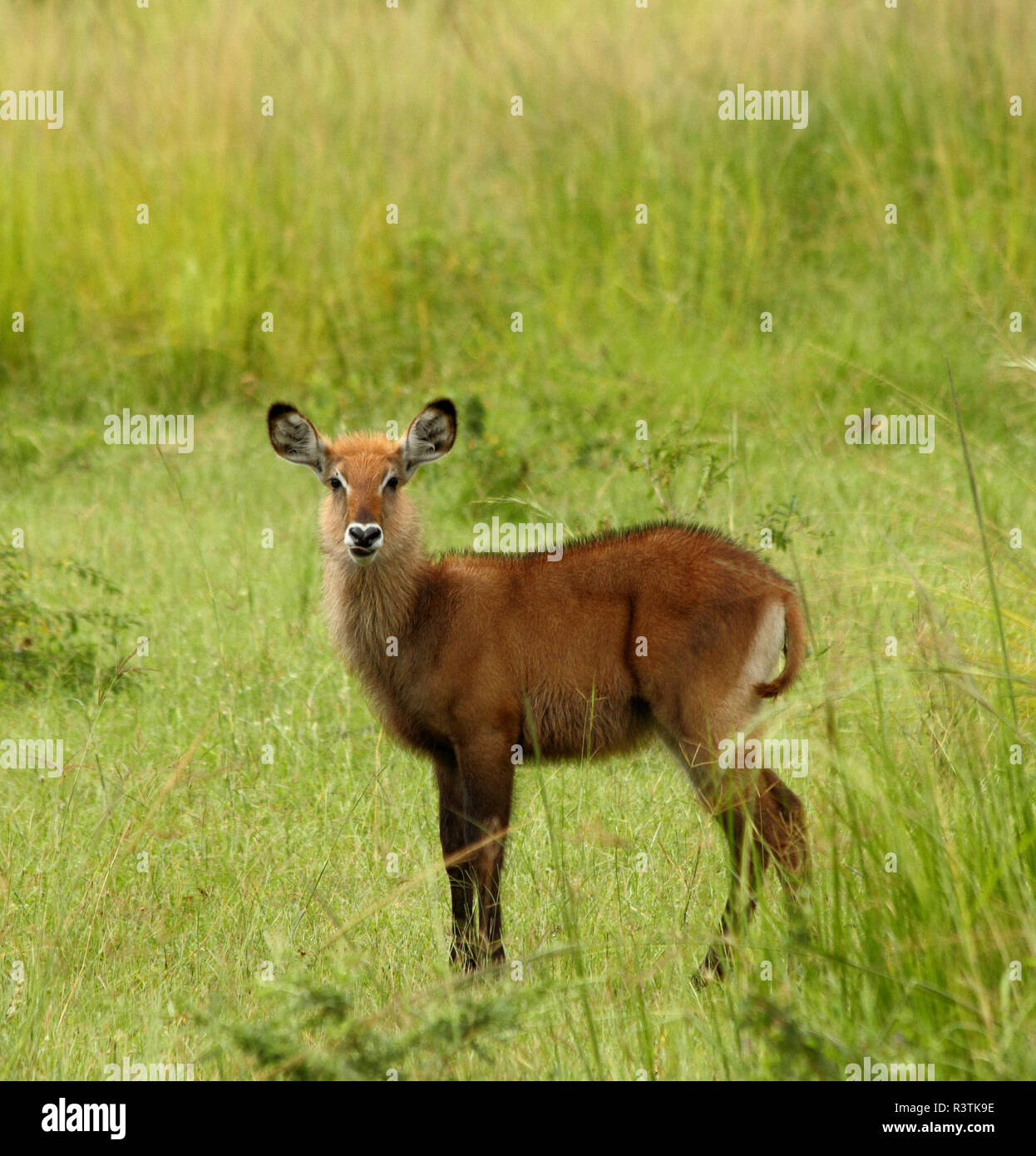 Female water buck hi-res stock photography and images - Alamy