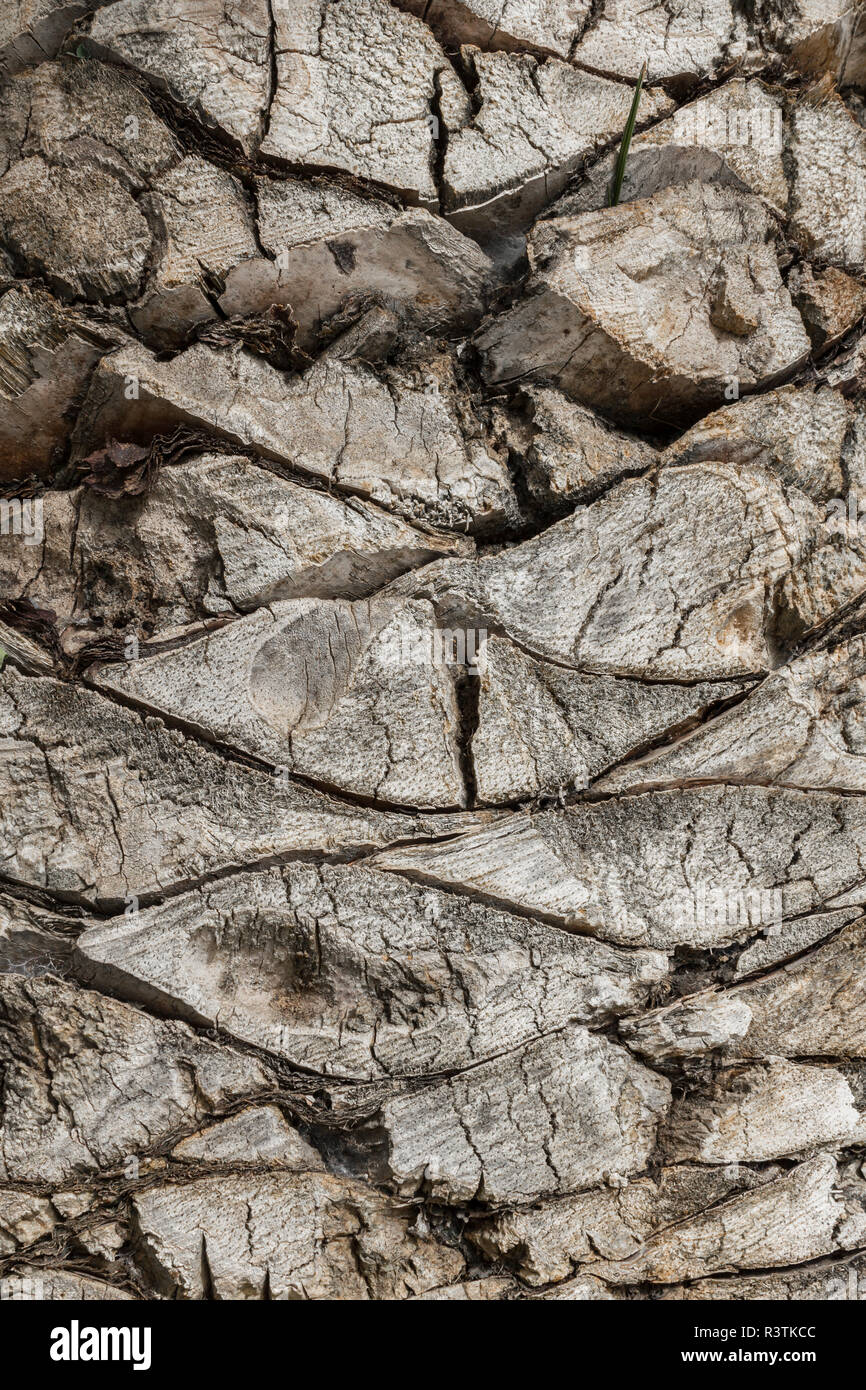 Bark of a palm tree Stock Photo - Alamy
