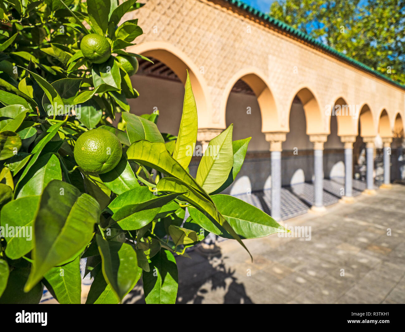 lemon tree with arabic arches architecture Stock Photo - Alamy