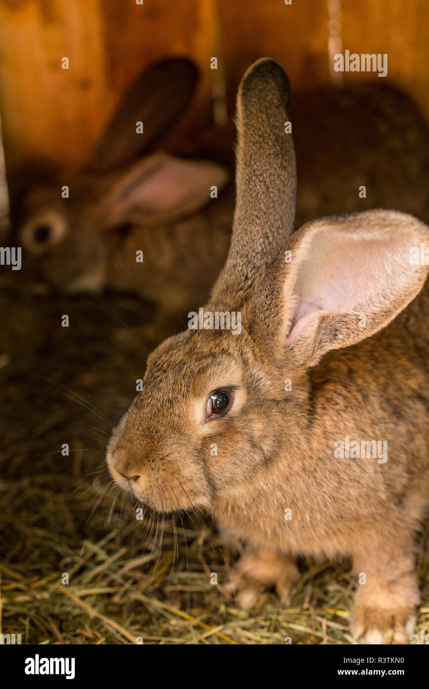 Rabbithutch hi-res stock photography and images - Alamy