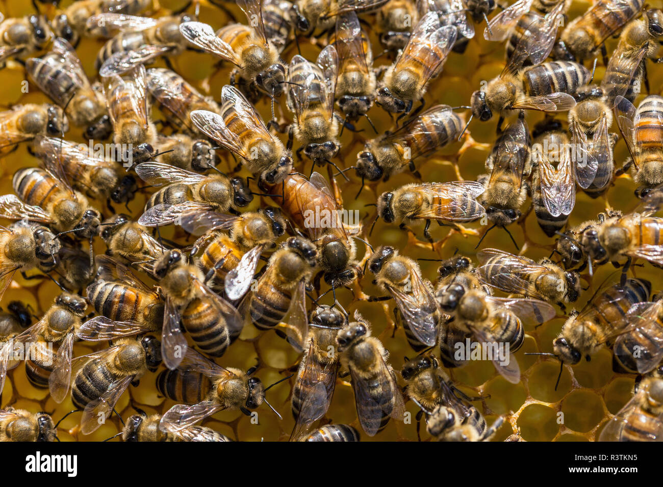 Big honey bee hi-res stock photography and images - Alamy