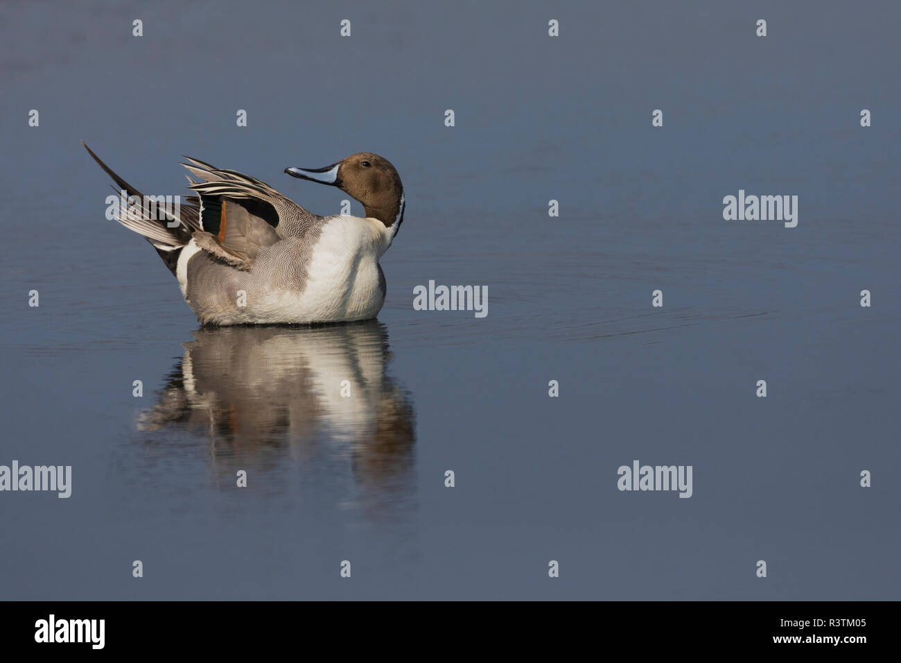 Northern pintail drake preening session Stock Photo - Alamy