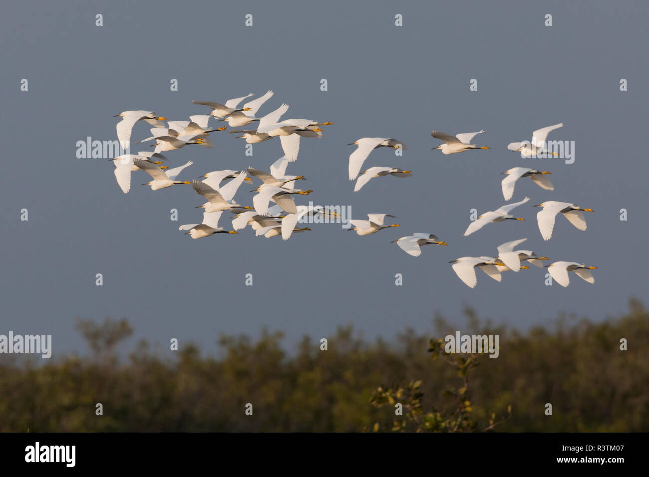 Snowy egret flock Stock Photo - Alamy