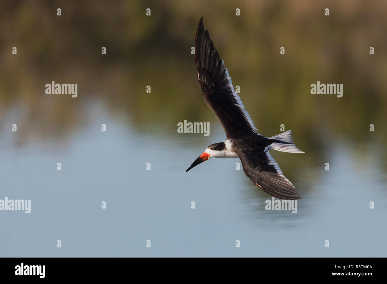 Black skimmer flying Stock Photo - Alamy
