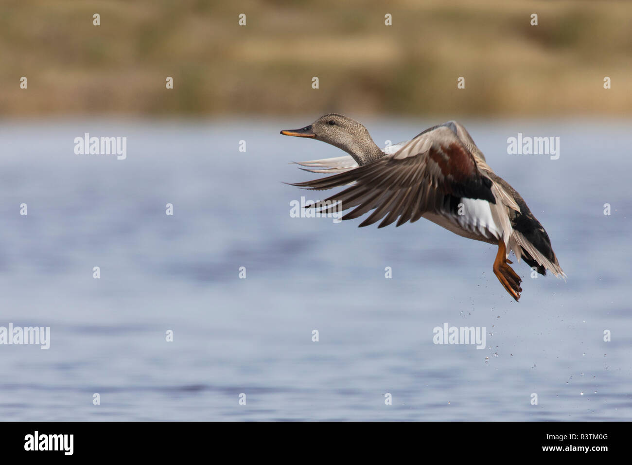 Gadwall drake flying Stock Photo - Alamy