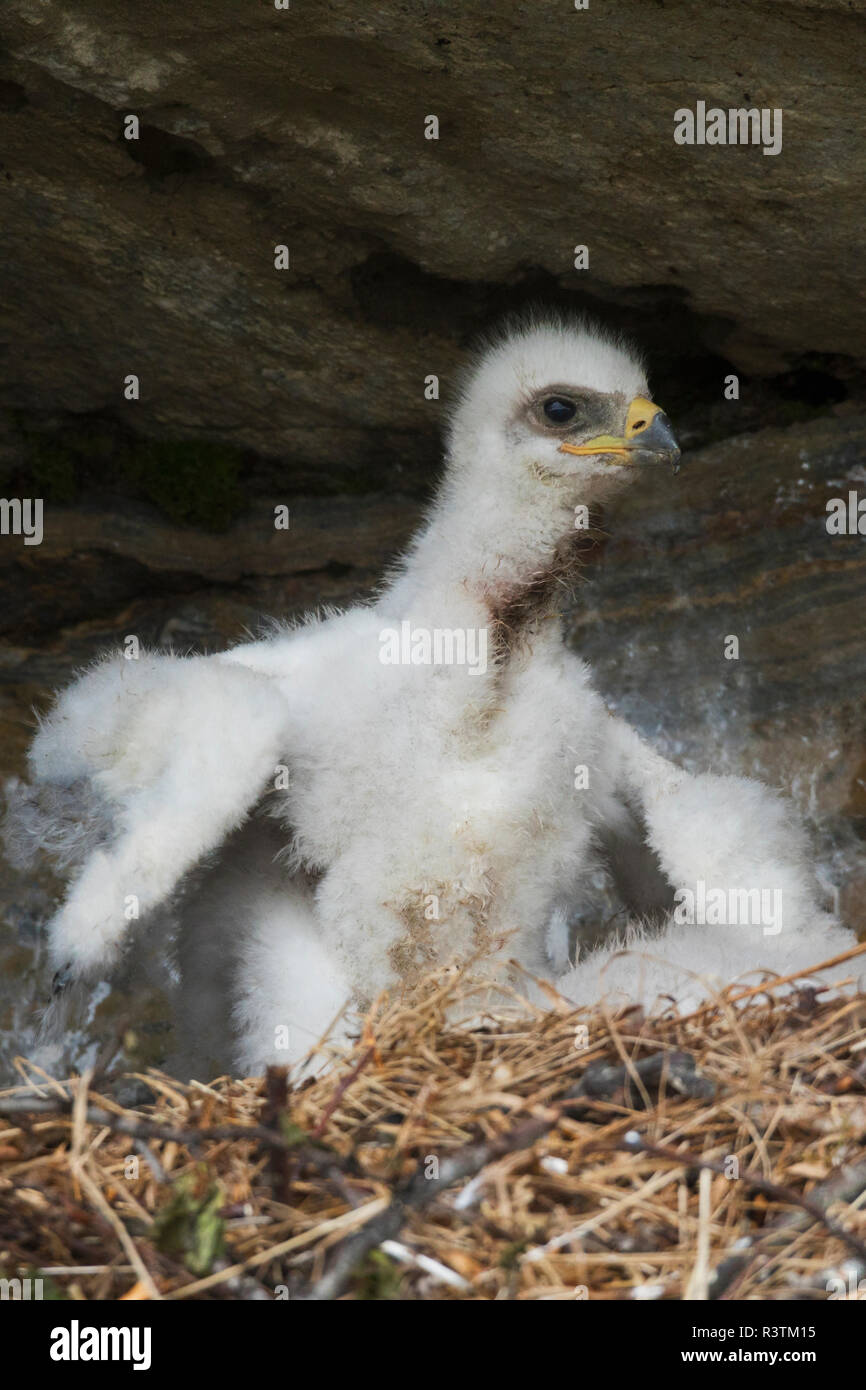 Golden eagle chick stretching wings Stock Photo - Alamy
